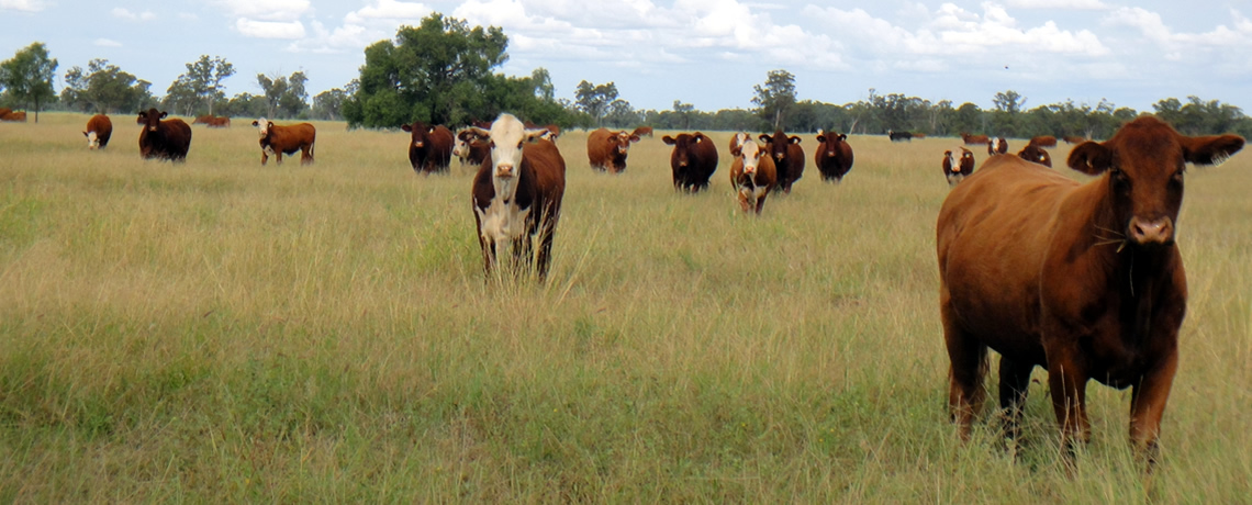 About Us - Organic Learning